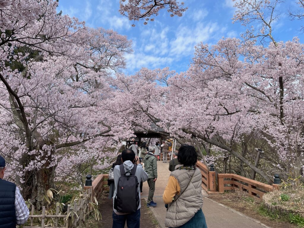 高遠の桜 | 古民家ゆいまーる